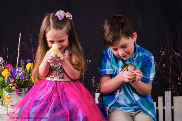 chick and duck – stacey – Flom Designs and Photography