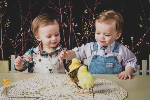 duck and chick – twins – Flom Designs and Photography