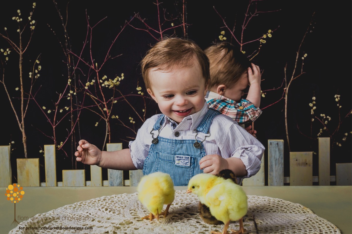 duck and chick – twins – Flom Designs and Photography