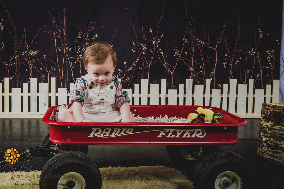 duck and chick – twins – Flom Designs and Photography