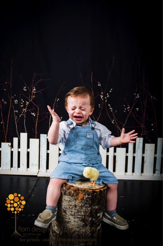 duck and chick – twins – Flom Designs and Photography