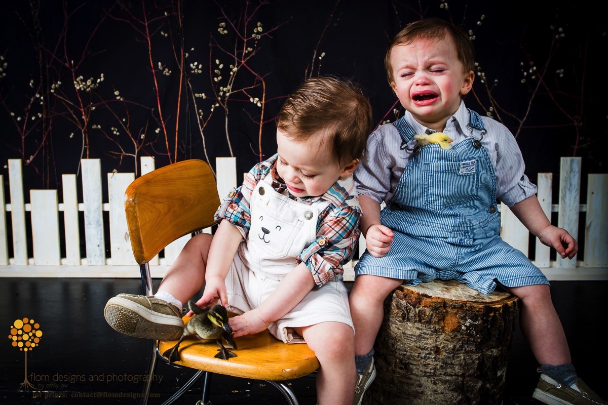 duck and chick – twins – Flom Designs and Photography